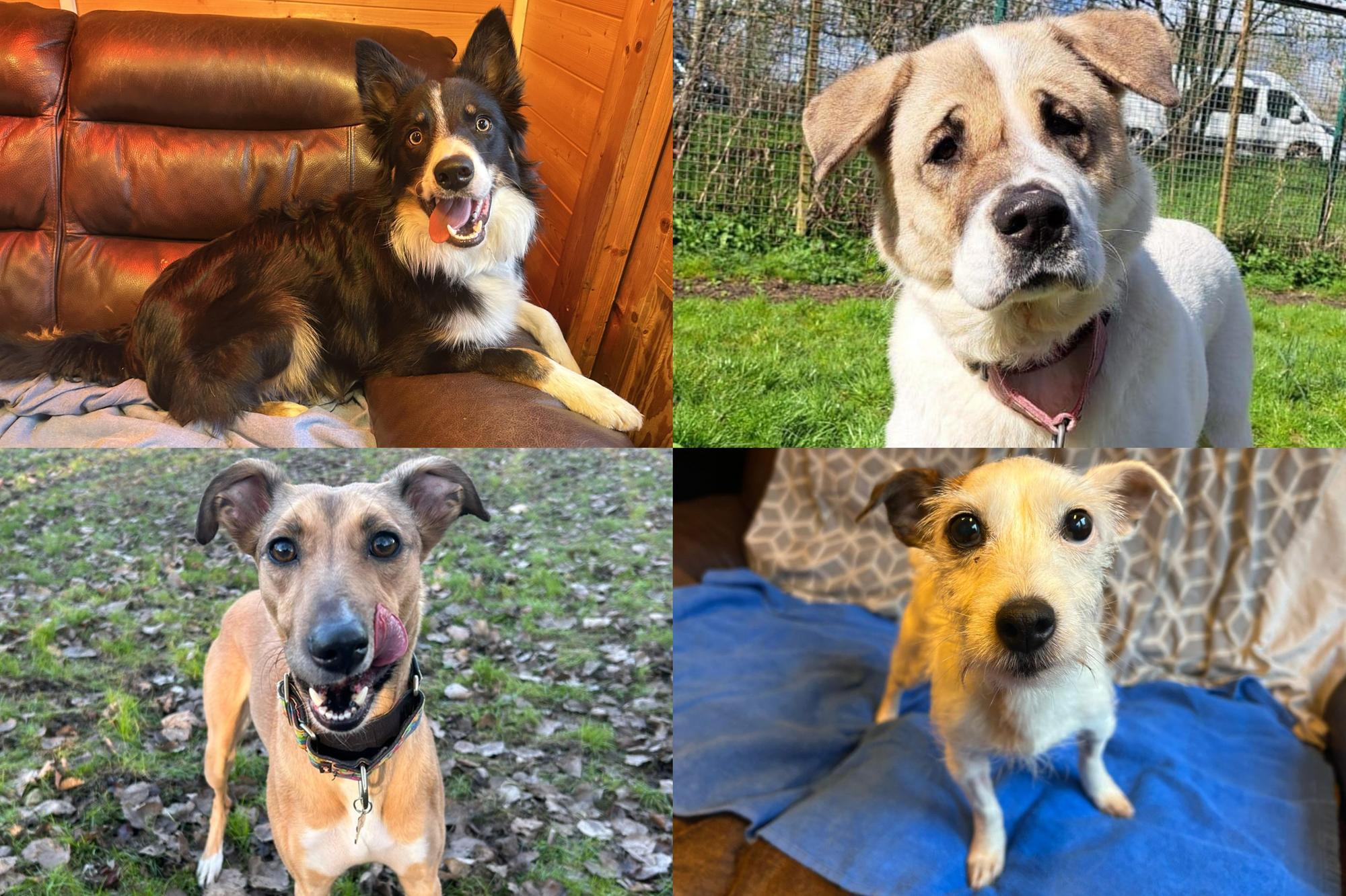 In pictures: 11 adorable dogs available for adoption and looking for ...