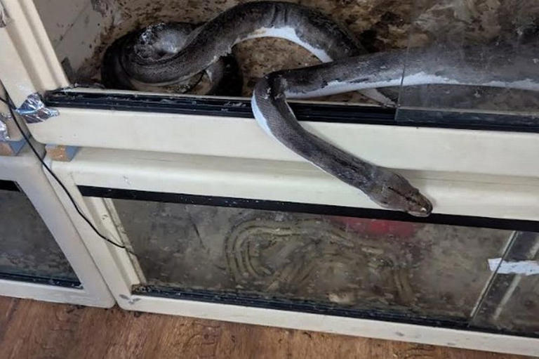 Couple kept dozens of dogs and snakes in 'squalid' conditions in faeces ...