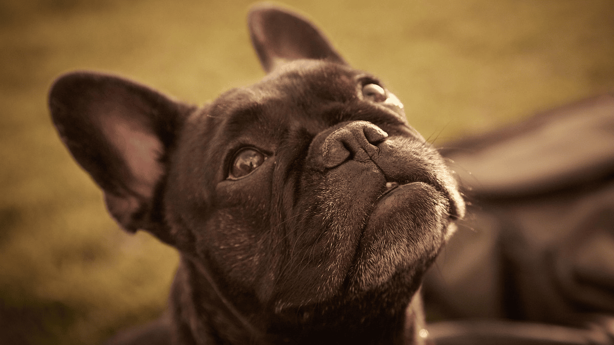 7 behaviors of a dog that is living its last days (it knows it will die ...