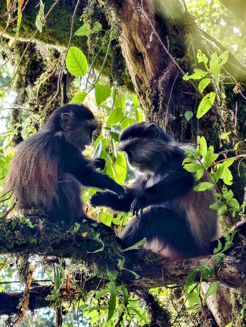 15 bucket-list wildlife trips that prioritize animal welfare