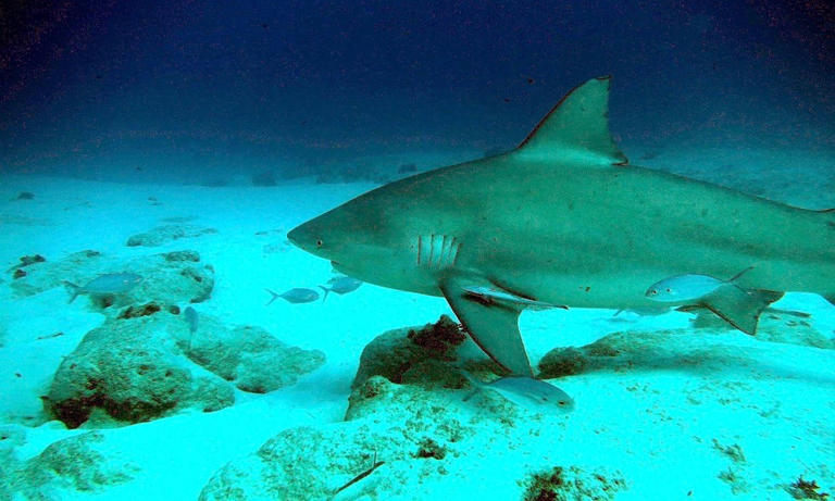 Three shark attacks in two days at Sydney beaches have surfers on edge