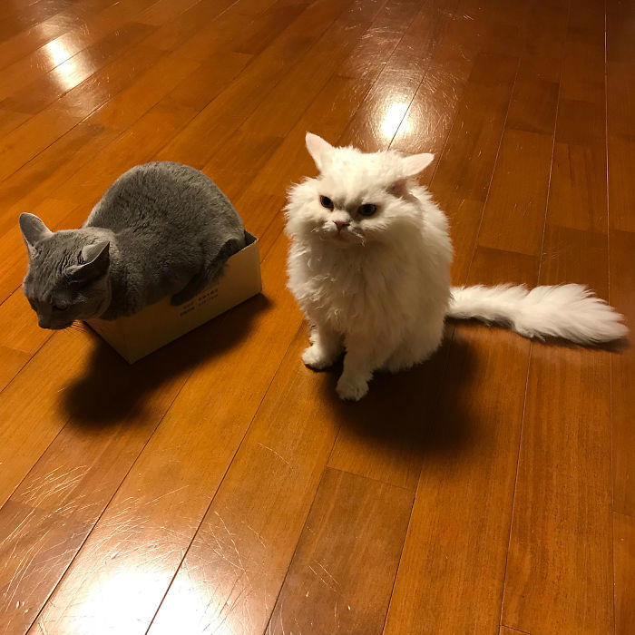 Viral cat whose facial expressions make her look like she’s always ...