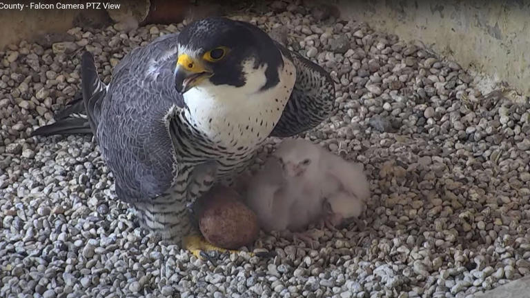 Peregrine falcon monitoring remains relevant due to threat of bird flu