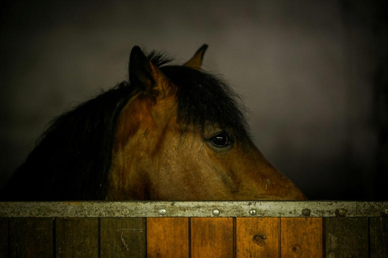 Les chevaux sentent l'odeur de la peur chez les humains