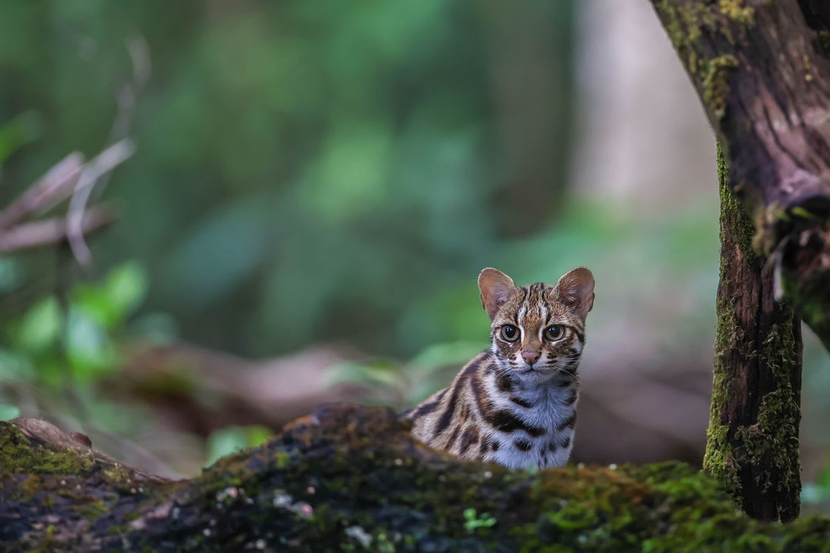People in China kept leopard cats as pets for 3,500 years, before ...