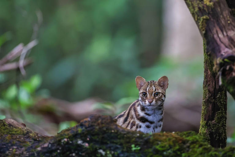 People in China kept leopard cats as pets for 3,500 years, before ...
