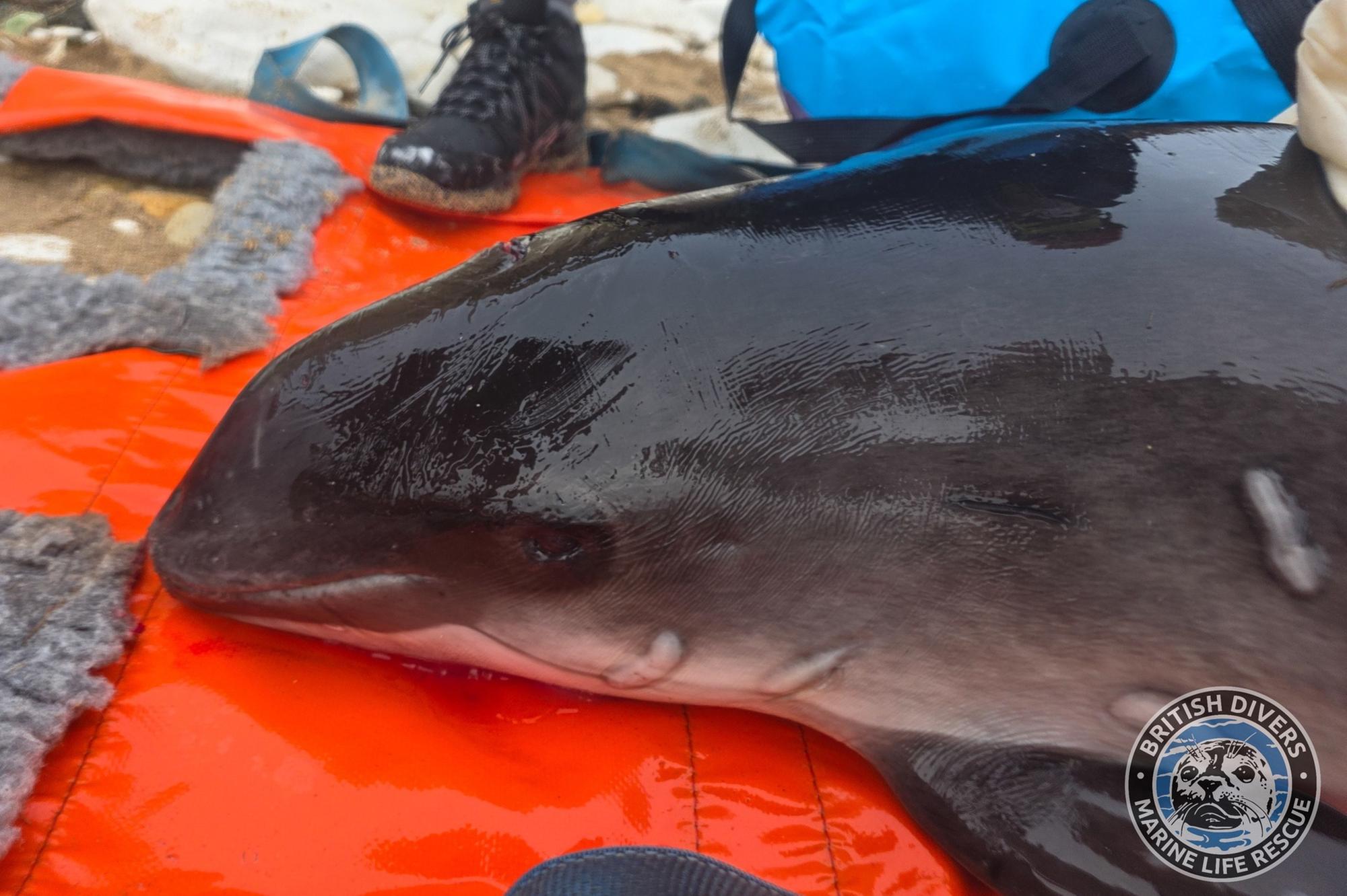 Harbour porpoise euthanised following stranding near Bridlington