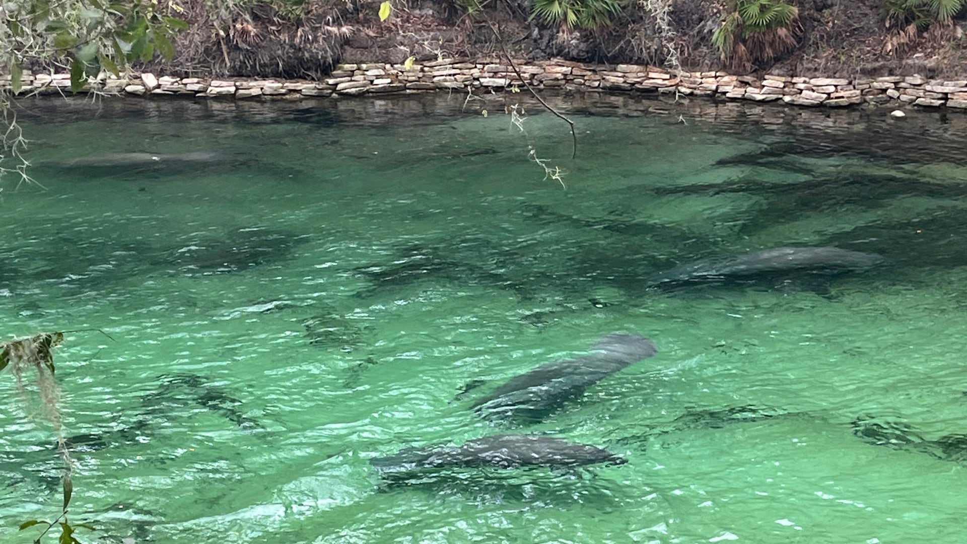 More than 700 manatees spotted at Blue Spring State Park over weekend