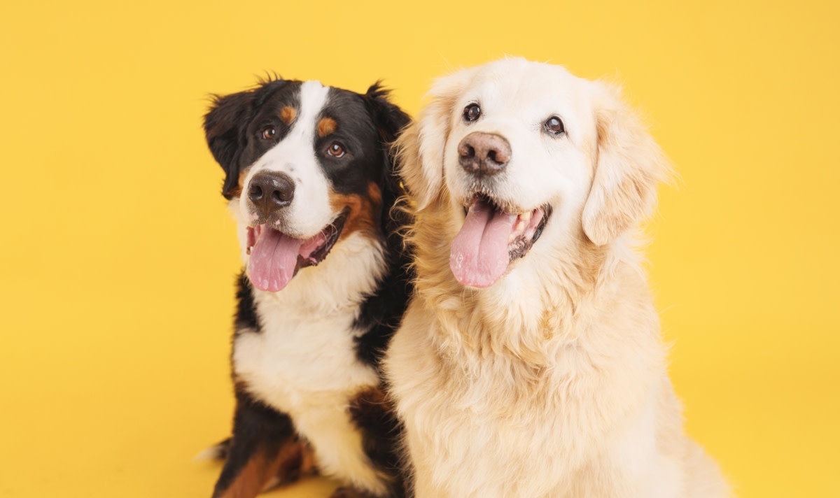 Bernese mountain dog's long-awaited hug from new golden retriever ...