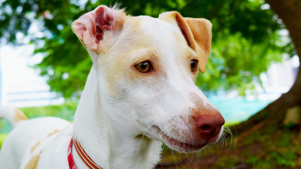 7 behaviors of a dog that is living its last days (it knows it will die ...