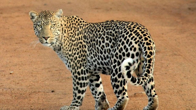 बिहार में तेंदुए और हिरण खाल की तस्करी का बड़ा नेटवर्क, 2.2 करोड़ रुपये ...