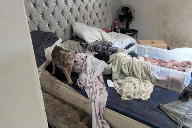 Couple kept dozens of dogs and snakes in 'squalid' conditions in faeces ...