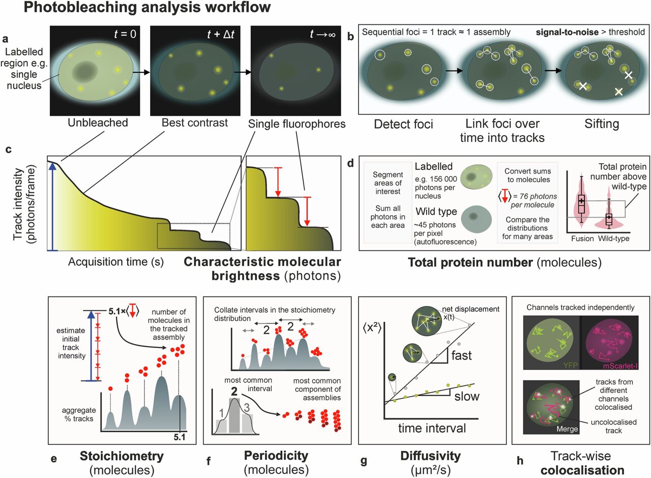 Scientists uncover hidden 'winter memory' inside plants