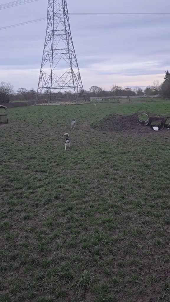 Watch these dogs sprint across the field for a squeaky ball