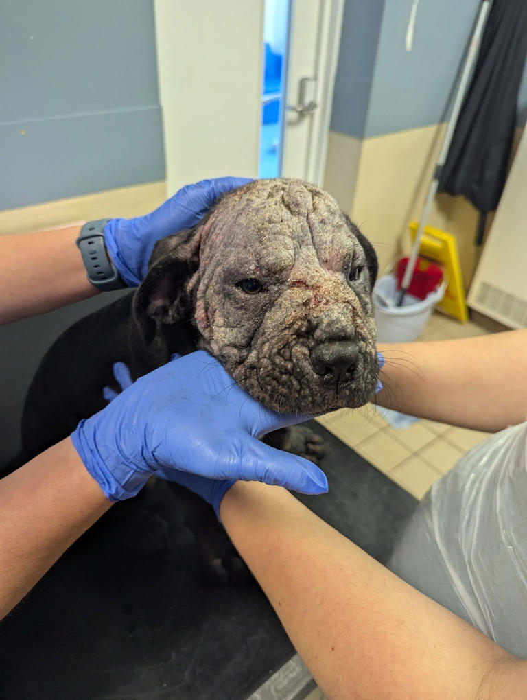 'One of the worst cases I've seen': Terrified abandoned puppy with ...