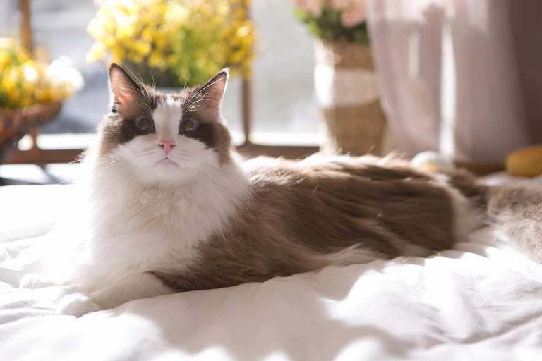 'Single father' ragdoll cat guards his baby with his life and we're so ...