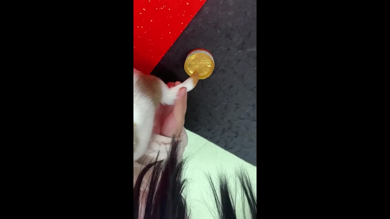 Creative woman turns dog’s wagging tail into a calligraphy brush