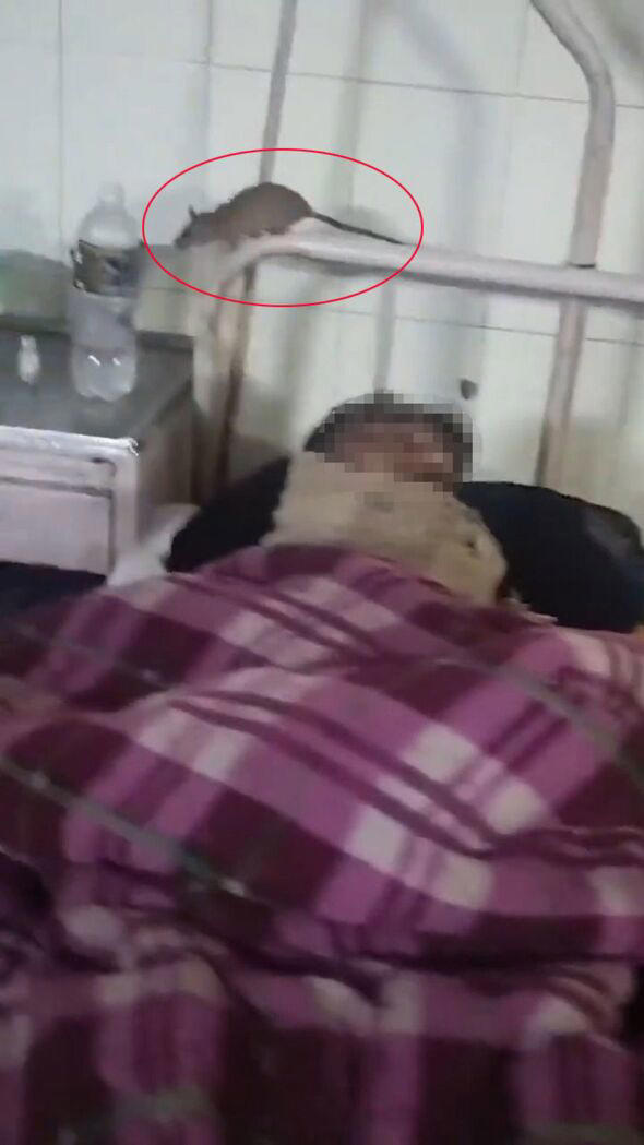 Disturbing moment rats crawl all over patients' beds in hospital ...