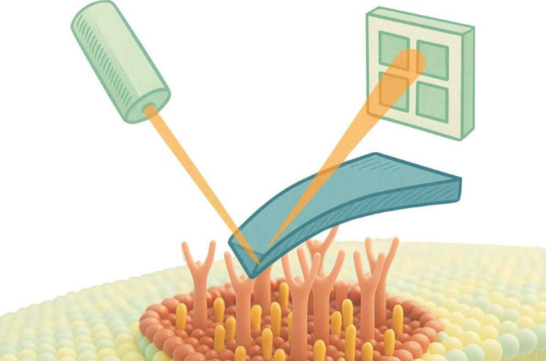 Nanoscopic raft dynamics on cell membranes successfully visualized for ...
