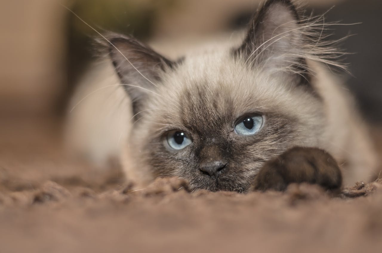 These loyal cat breeds form unbreakable bonds with their owners