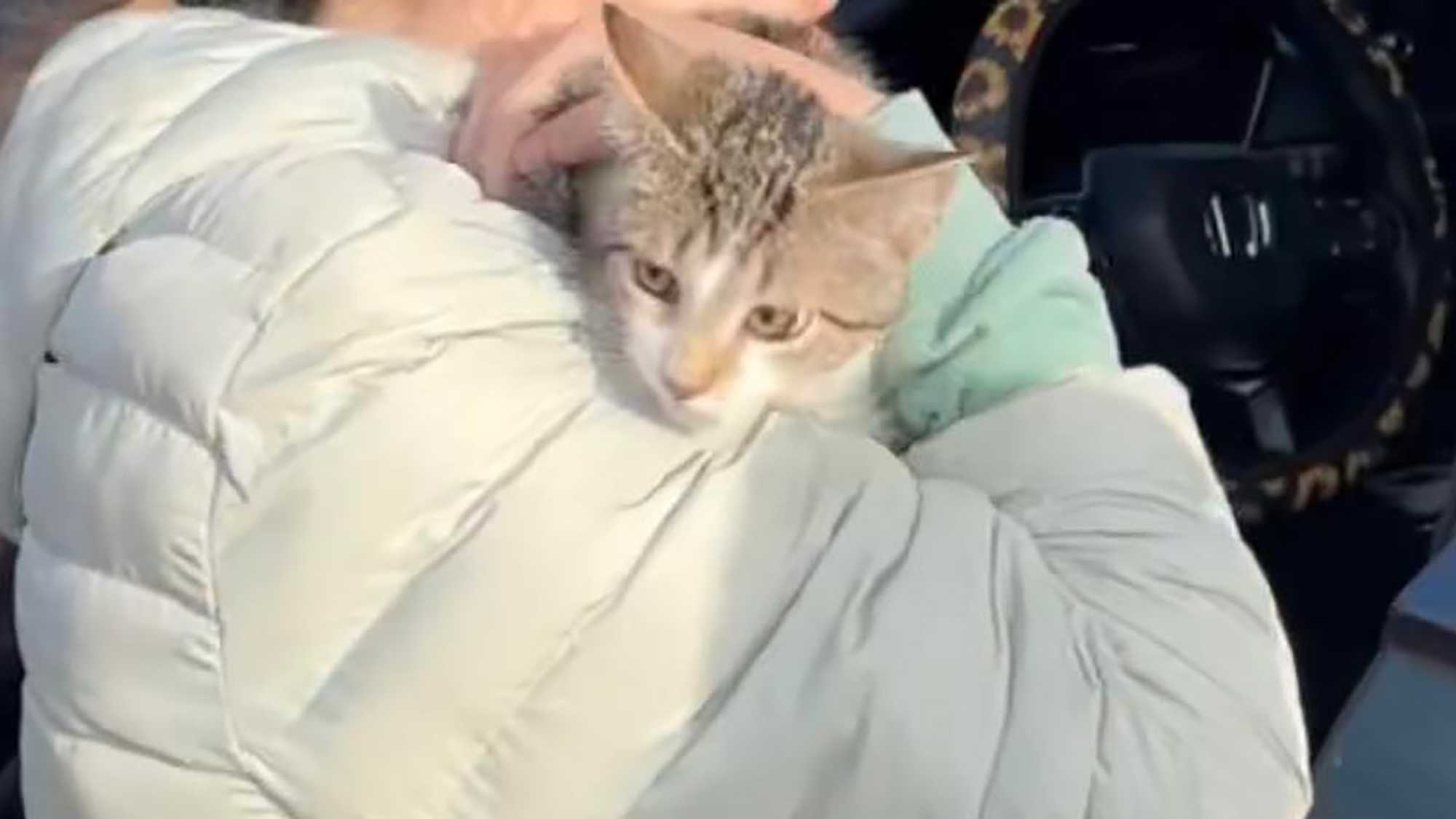 Rosedale firefighters rescue trapped cat