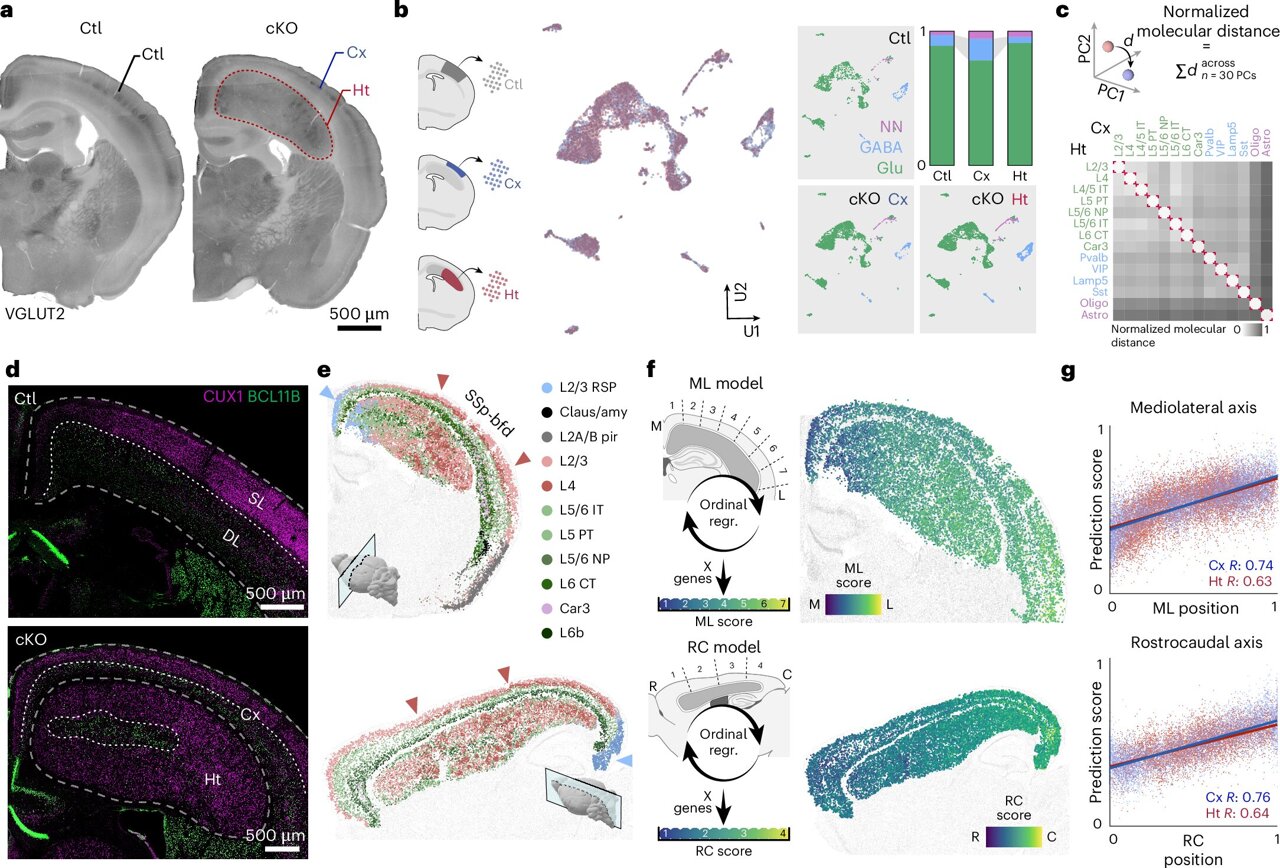 Misplaced neurons in the brain can still perform essential sensory ...