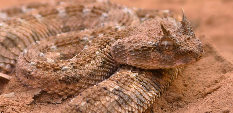 Wildlife photography tours in Morocco: What to expect