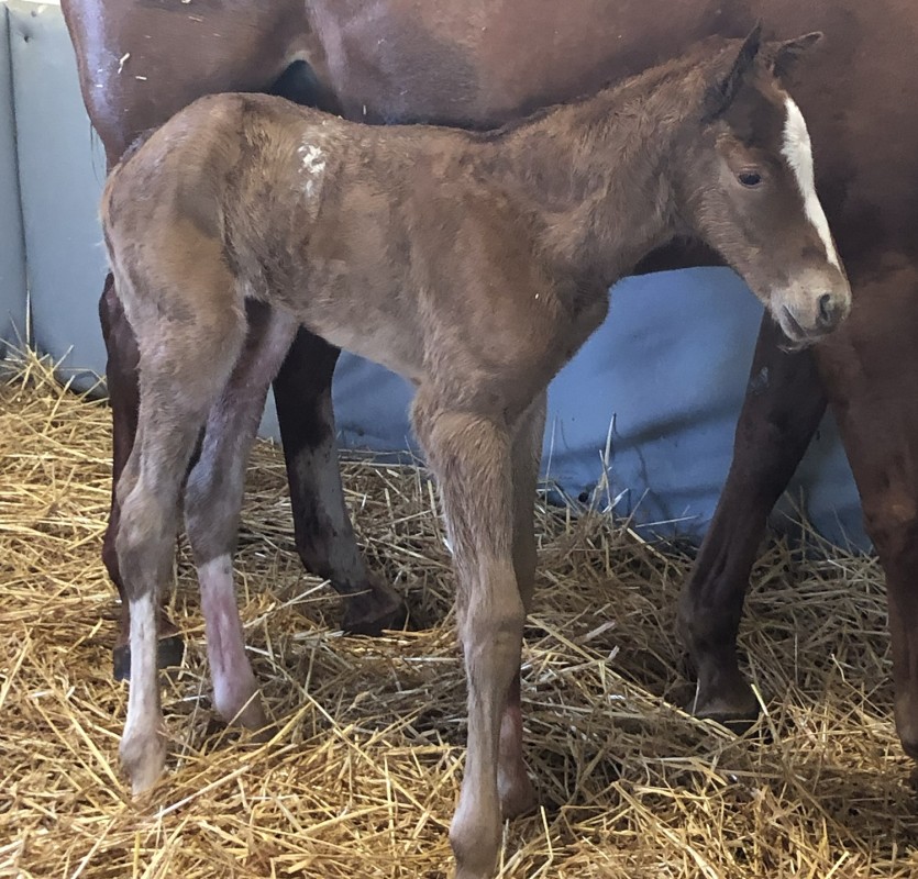 'Full of presence': First foal is a filly for Florida stallion ...