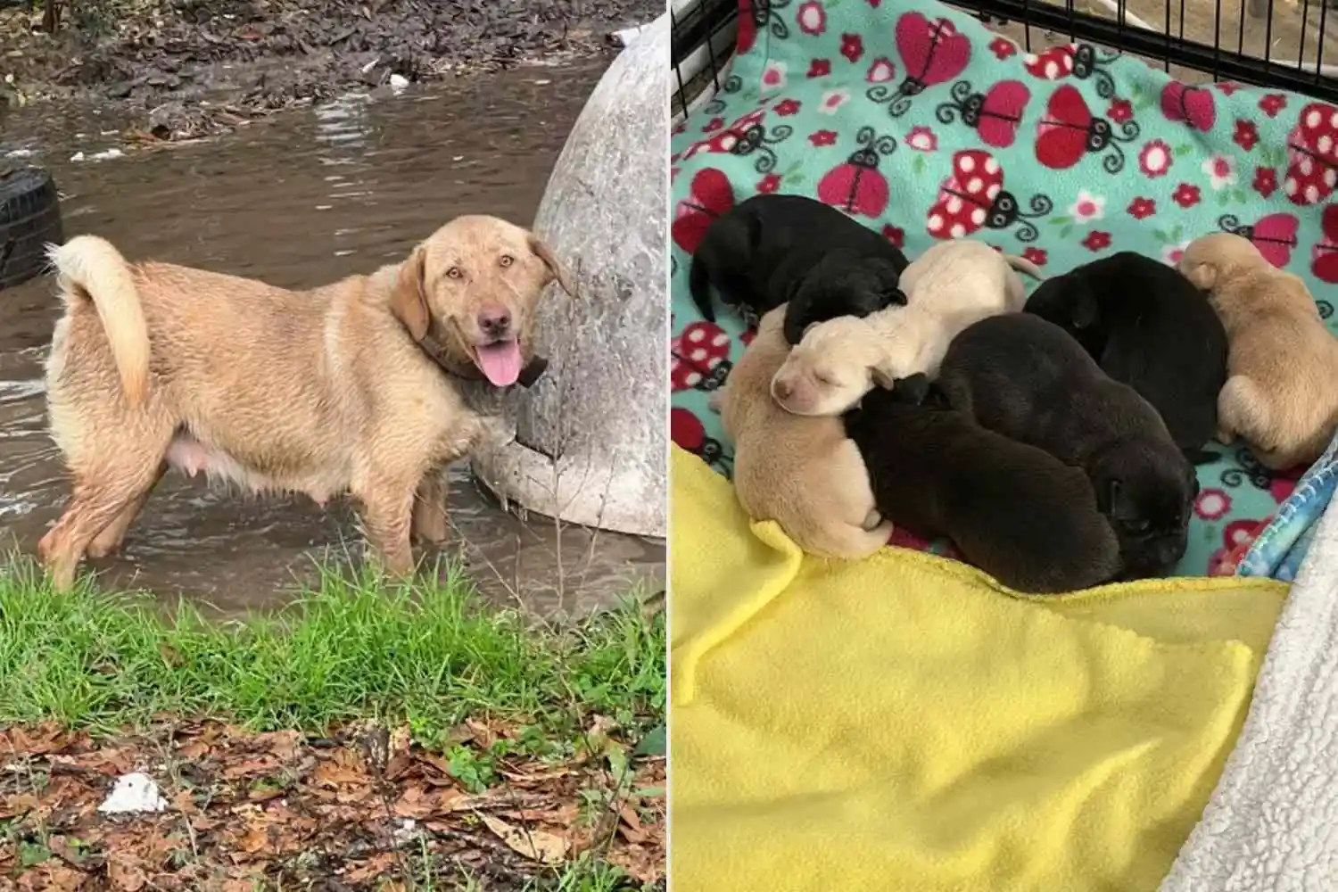 Wags and Whiskers resgata cadela Maddie e 7 filhotes acorrentados em ...