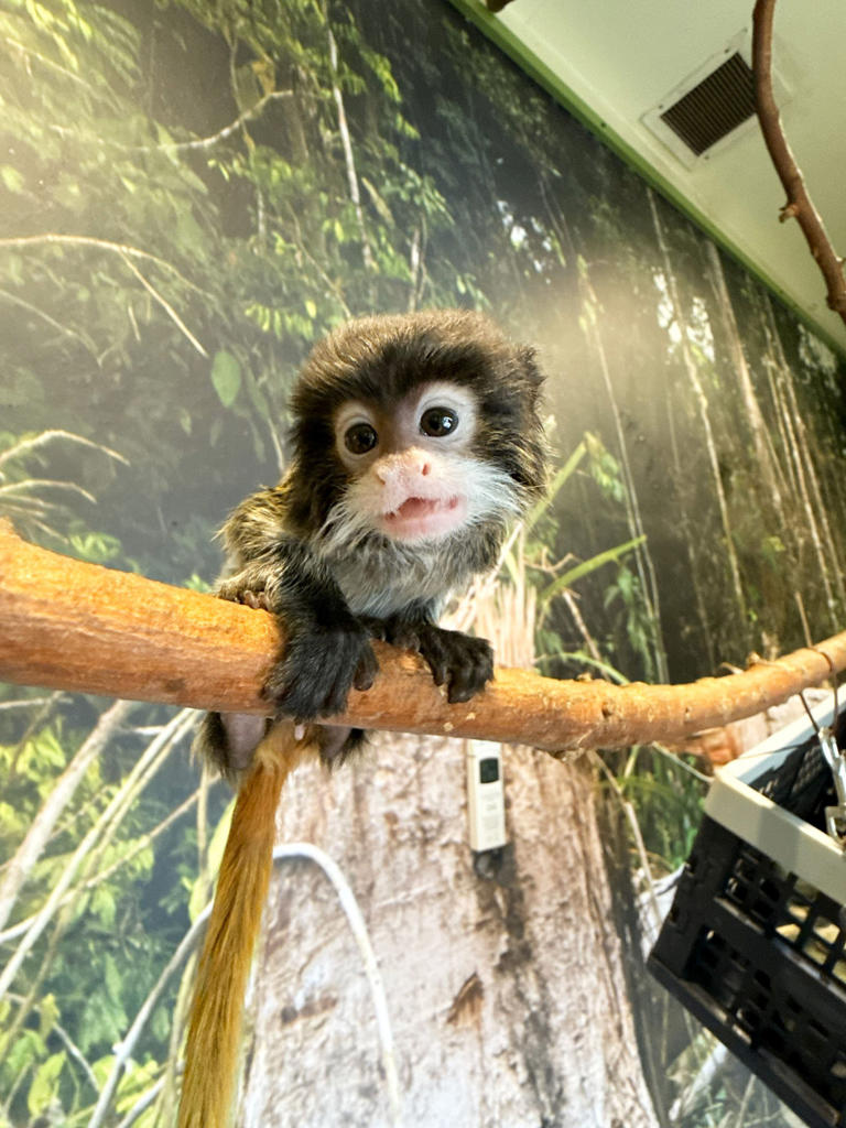 Twin mustached monkeys born at Tennessee zoo