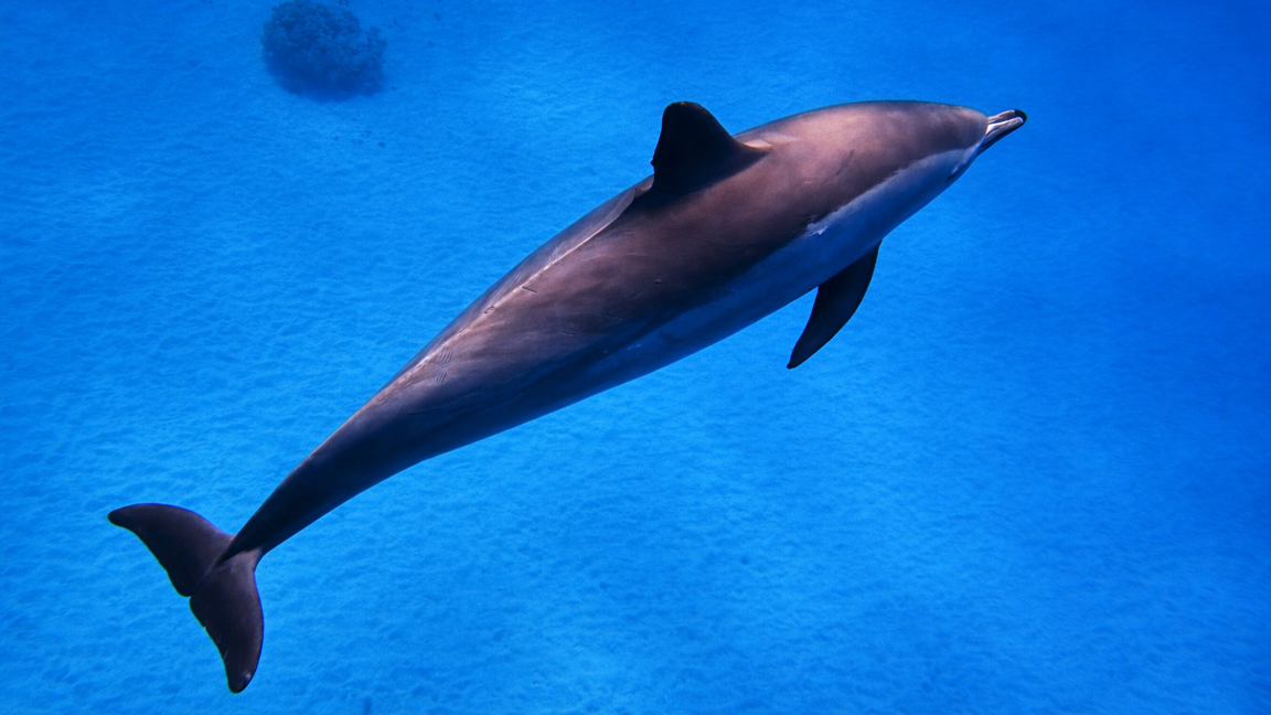 Graceful dolphin in deep blue