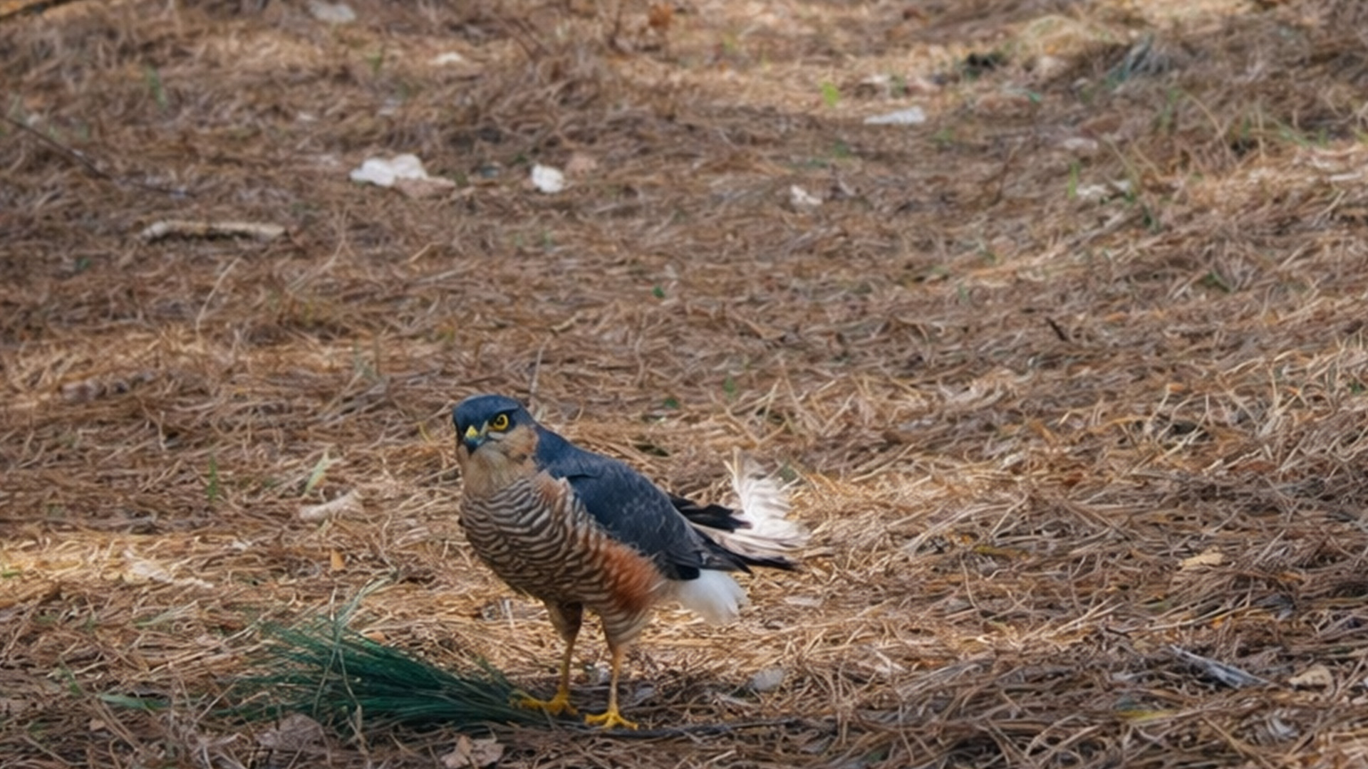 This wildlife scene was captured by a camera trap