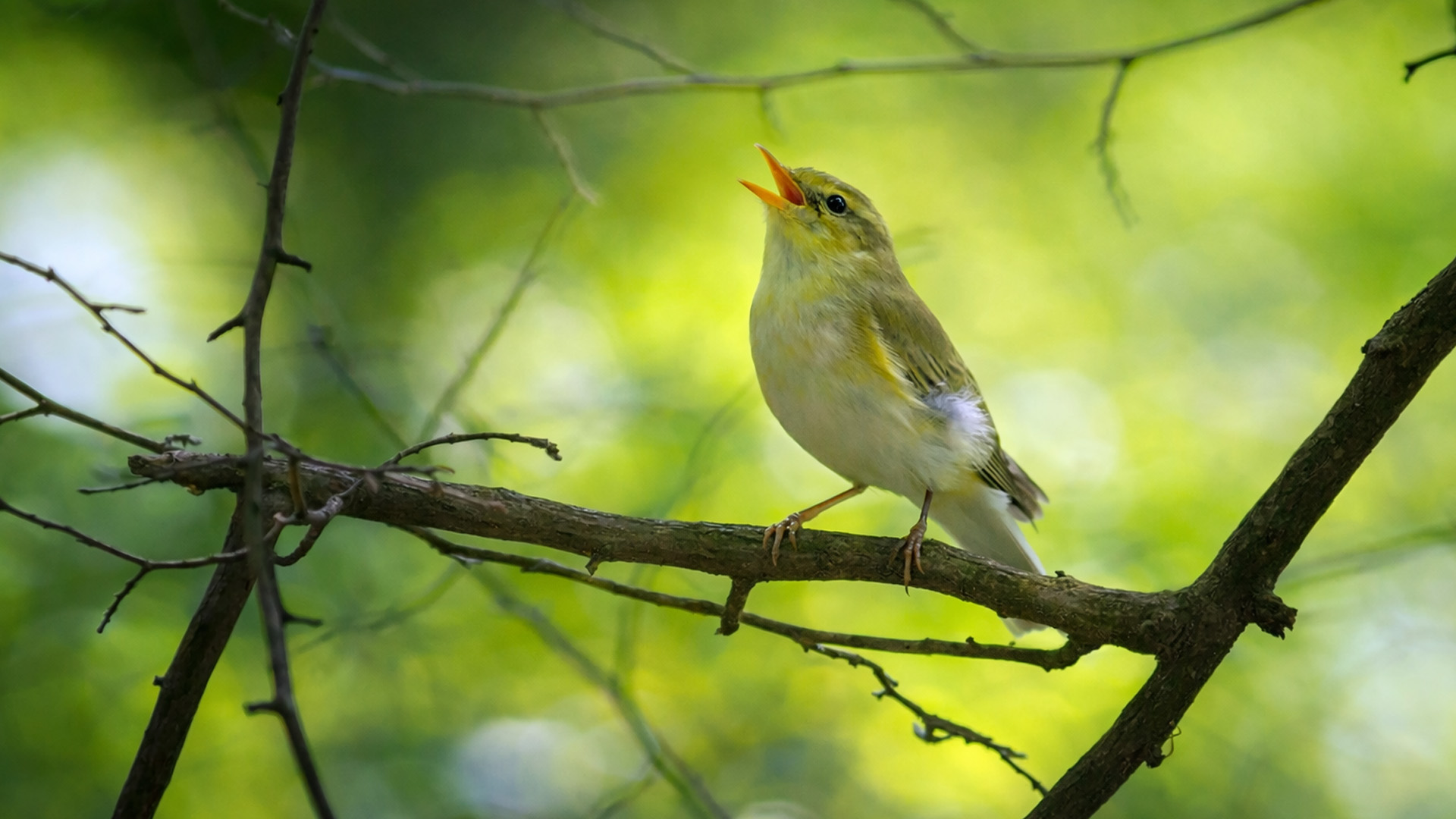 I followed the sound and found this little songbird