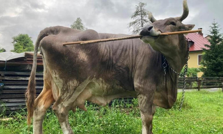How a cow named Veronika is making scientists second-guess how smart ...