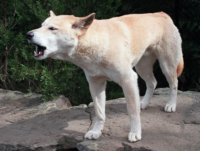 Touristin in Australien bei mut­maß­lichem Dingo-Angriff getötet