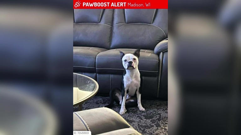 Dane County officials offer tips for helping lost dogs in extreme cold