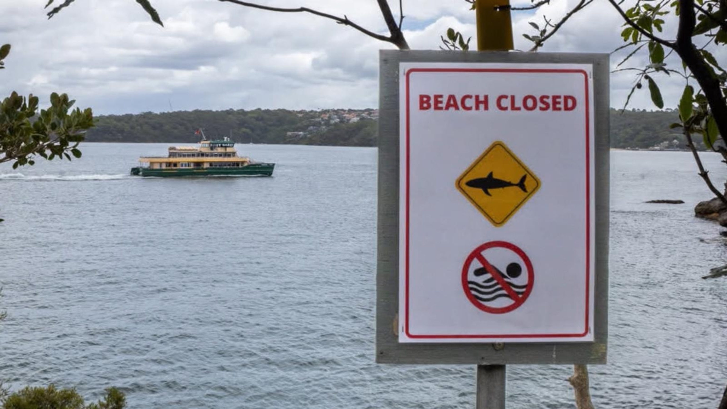 3 shark attacks off Sydney in just over 24 hours leave man, boy in ...
