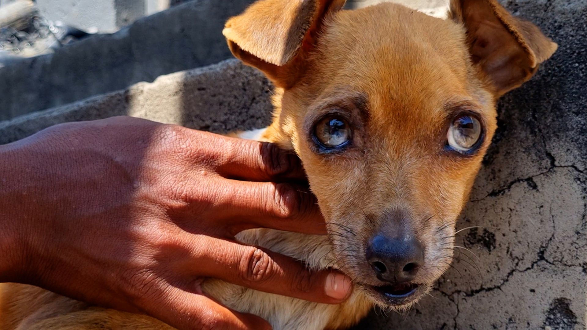 Tiny, neglected senior dog rules her new household