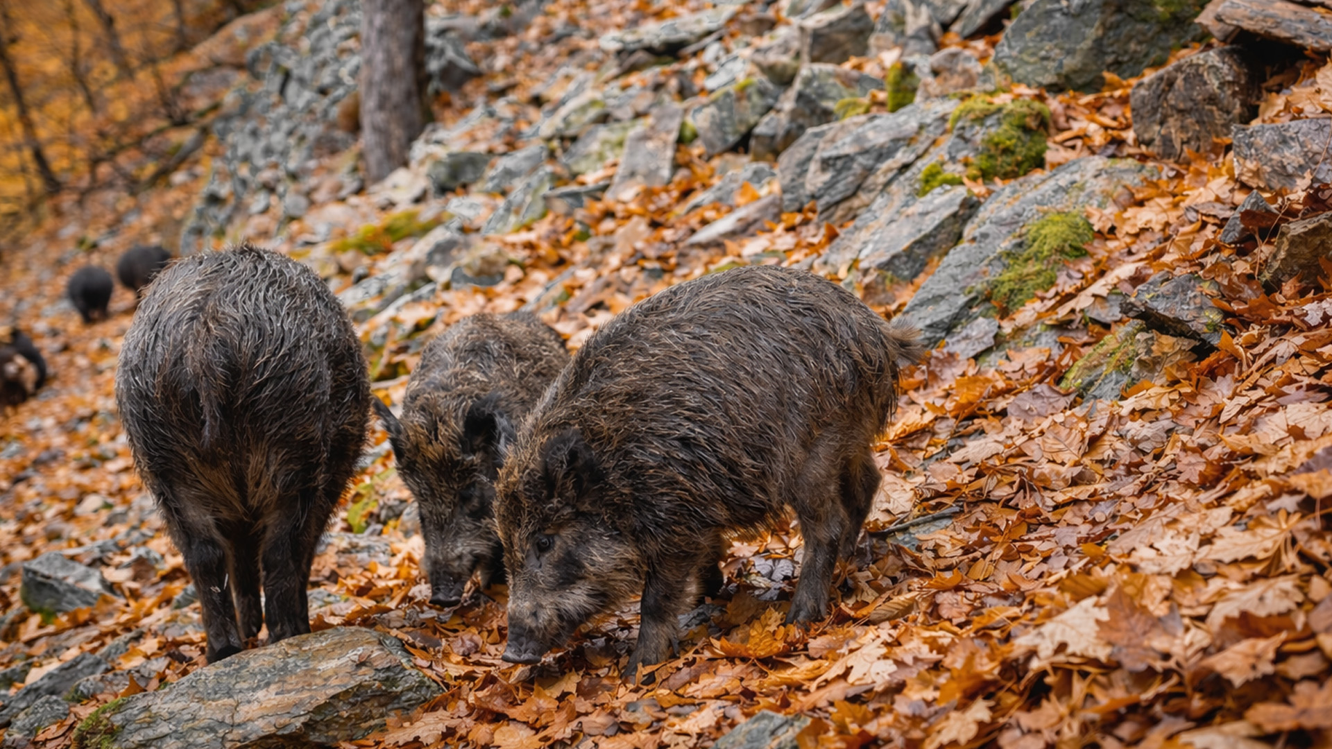 I couldn't believe what my trail camera captured in 7 days