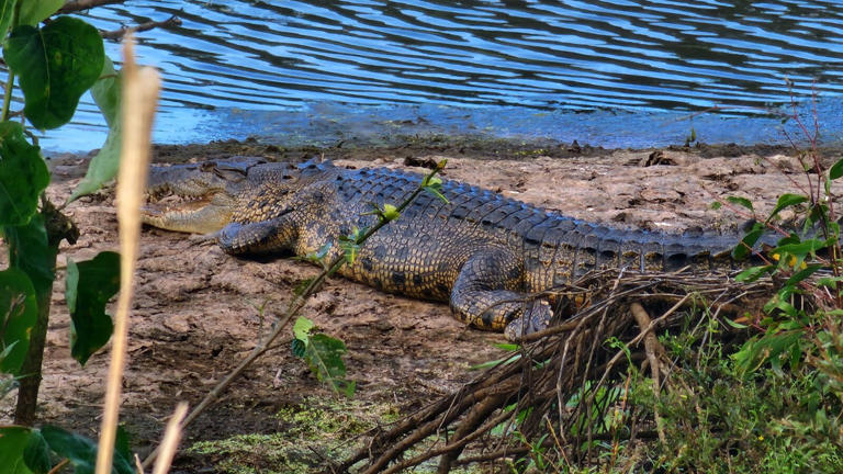 Man in his 20s attacked by crocodile near Ingham in north Queensland
