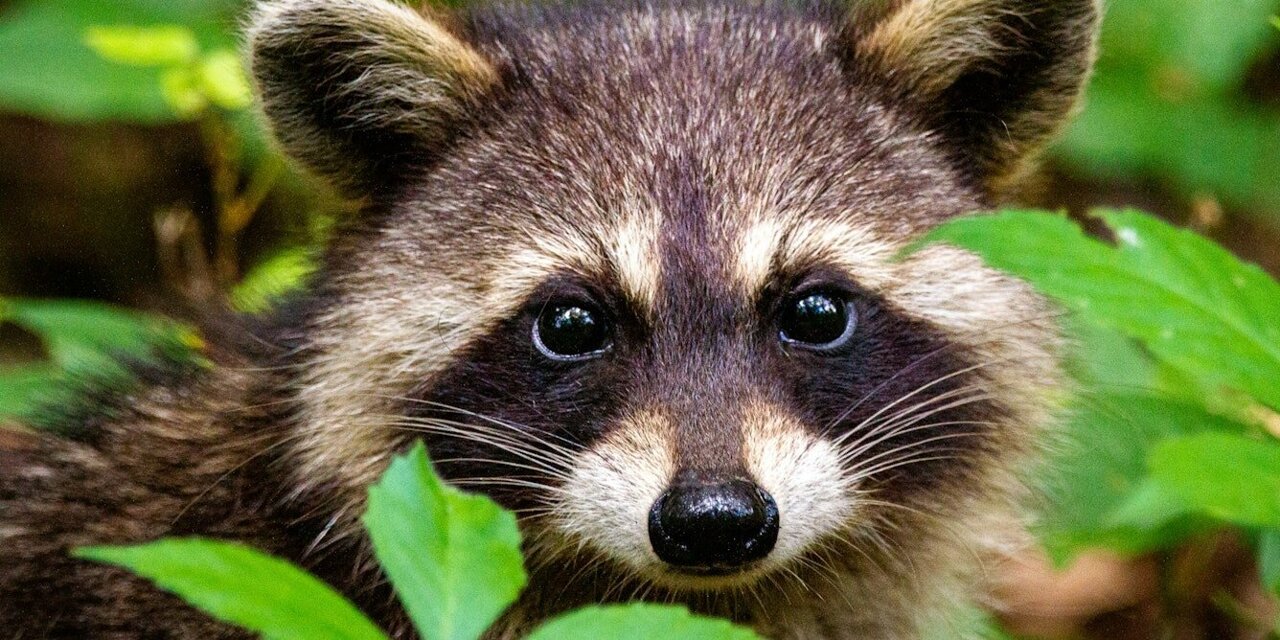 Studying raccoon behavior can clarify human intelligence, too