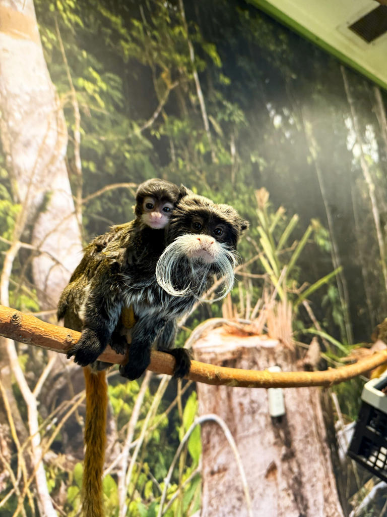 Twin mustached monkeys born at Tennessee zoo