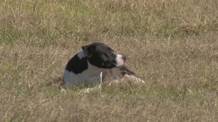 Stray dogs are attacking pets and chasing people in one southeast ...