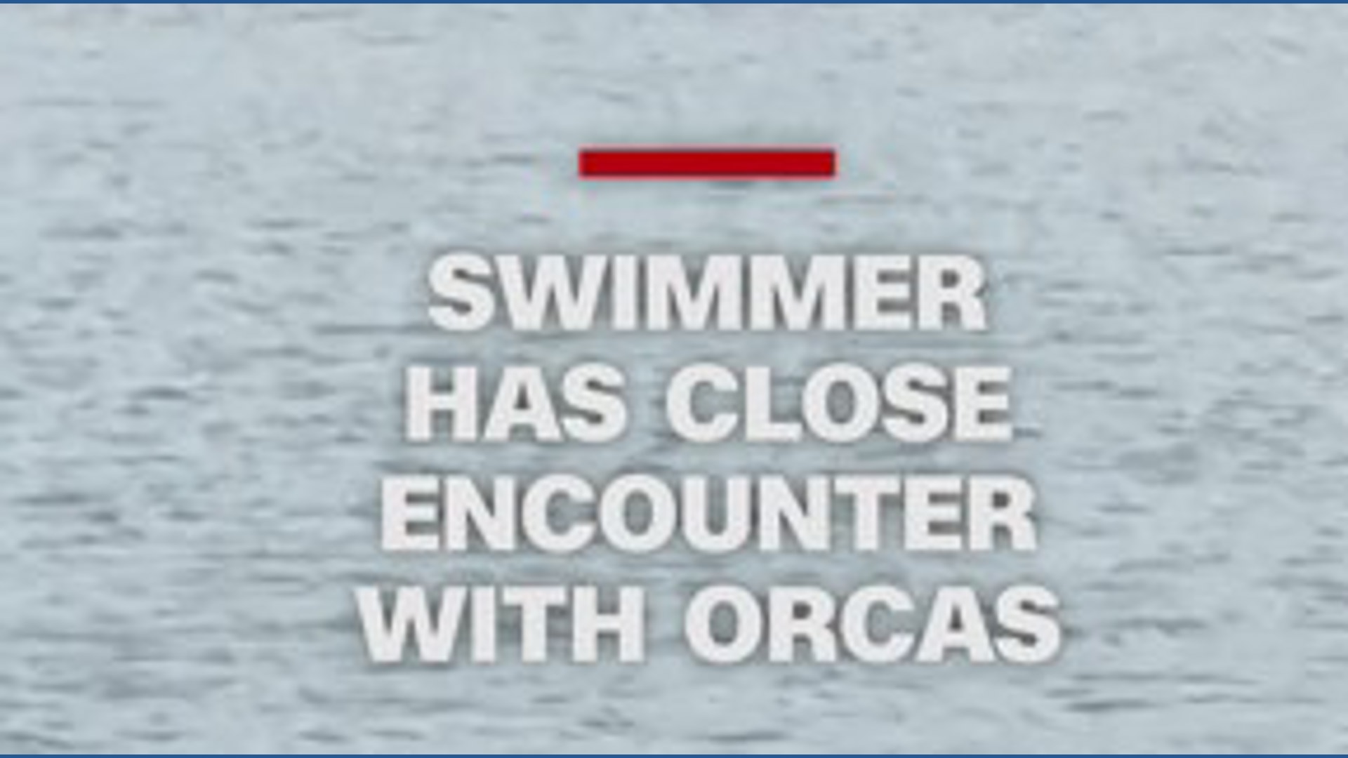 Sunbather has close encounter with orca