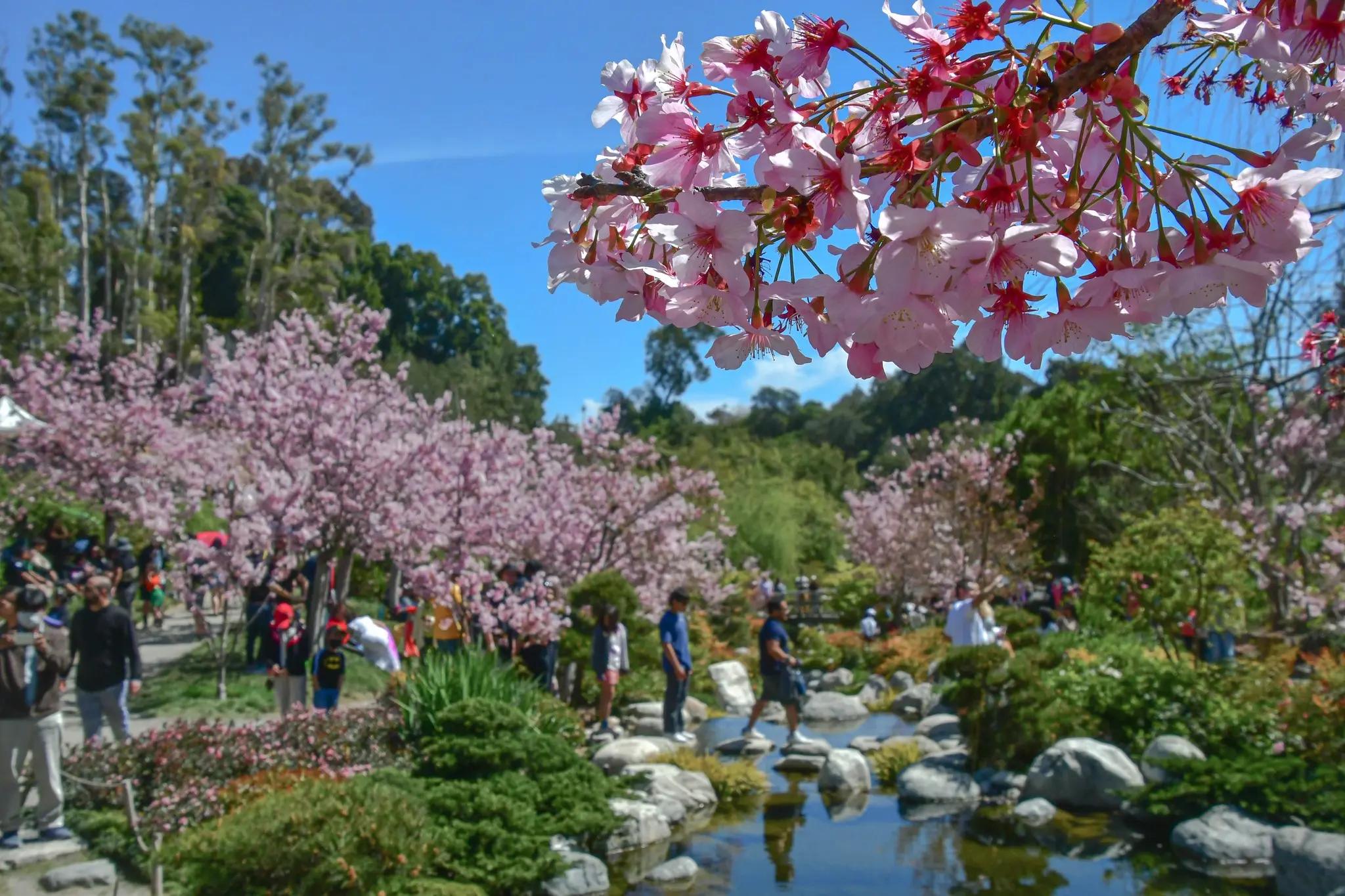 Balboa Park sets dates for 2026 Cherry Blossom Festival