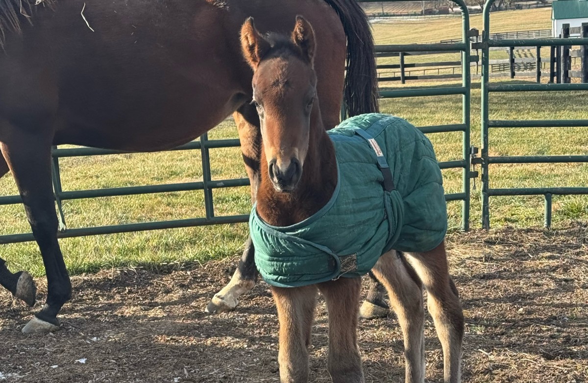'Impressive size': First foal is a colt for Preakness winner Seize the Grey
