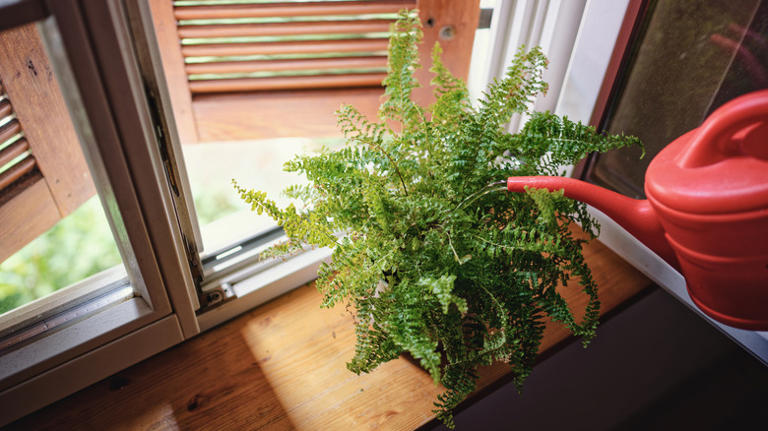 Indoor plants thrive with this watering tip