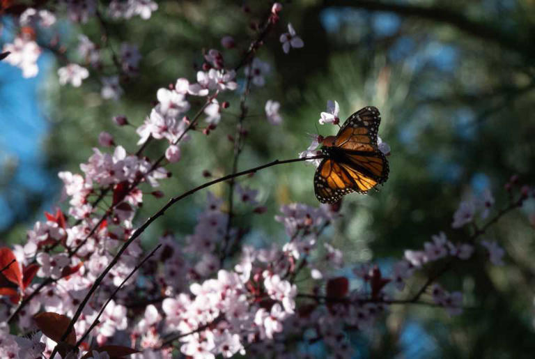 'It's really sad': Extinction risk is high for iconic California butterfly