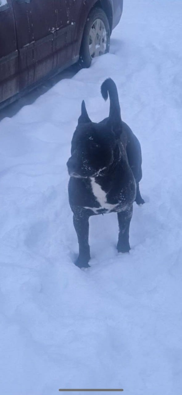 Bylaw officers in Dawson City, Yukon, looking for dog that killed ...