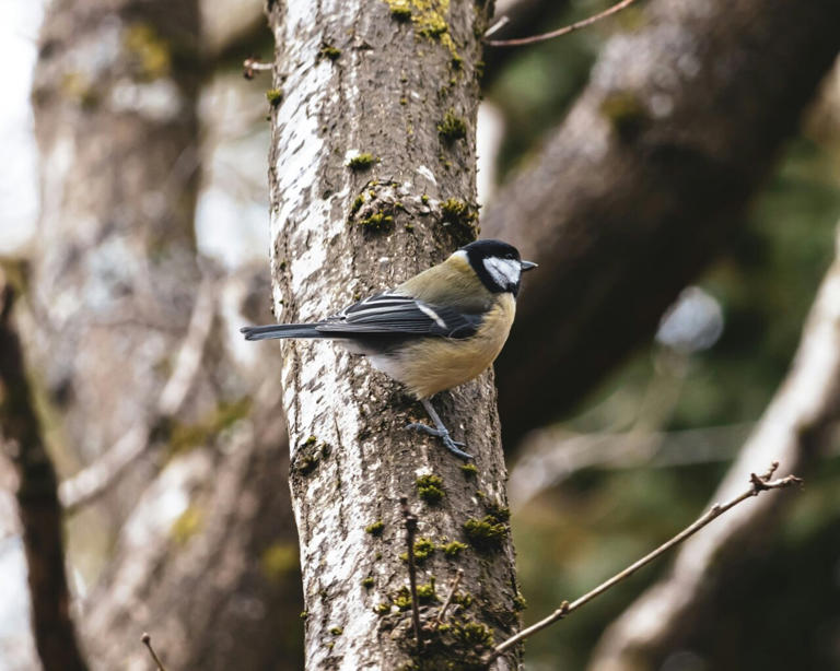 Woodland birds living among native trees produce more chicks, study shows